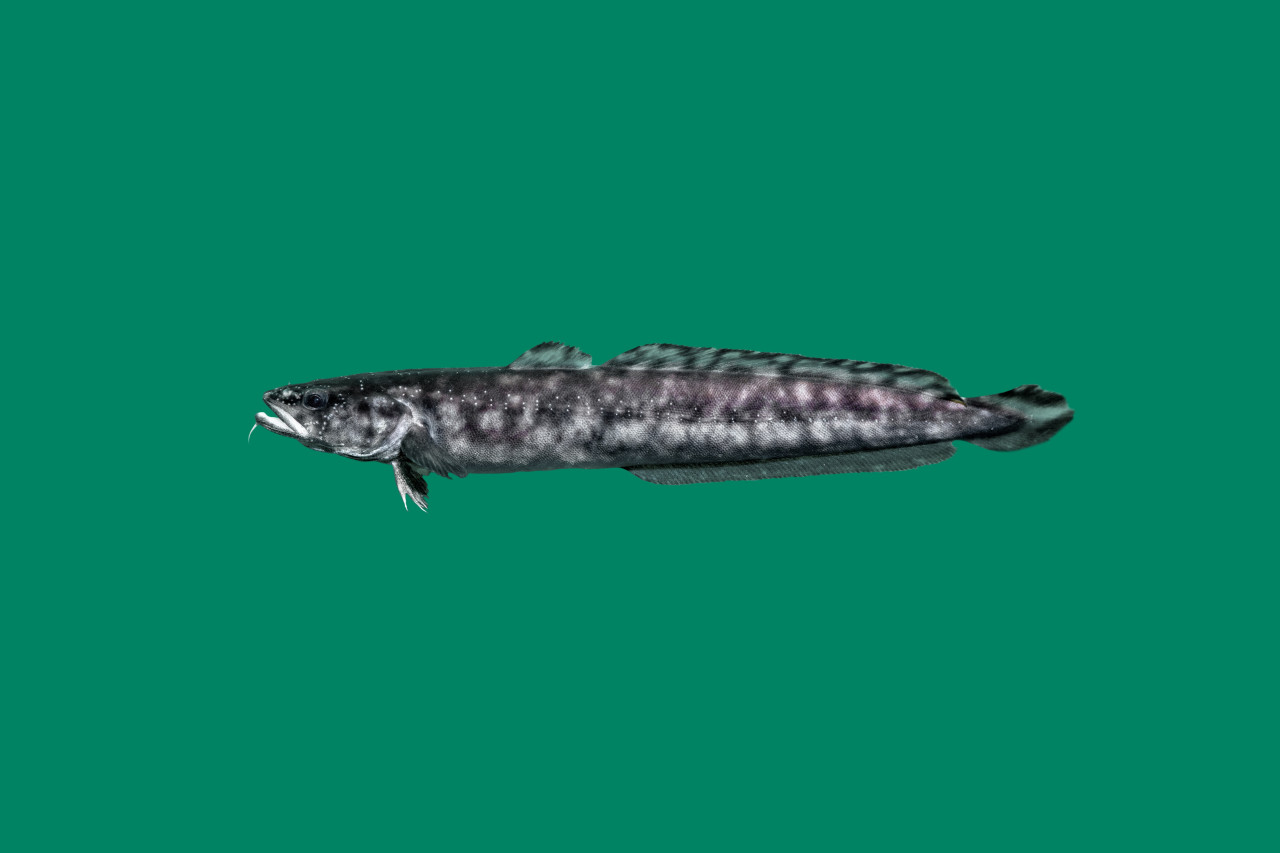 Aalquappe auch Aalrute für Teich online kaufen