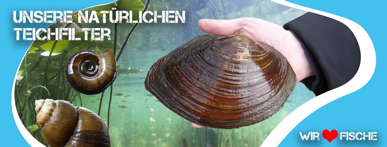 Teichfische Online | Ihr Koi und Teichfische Spezialist