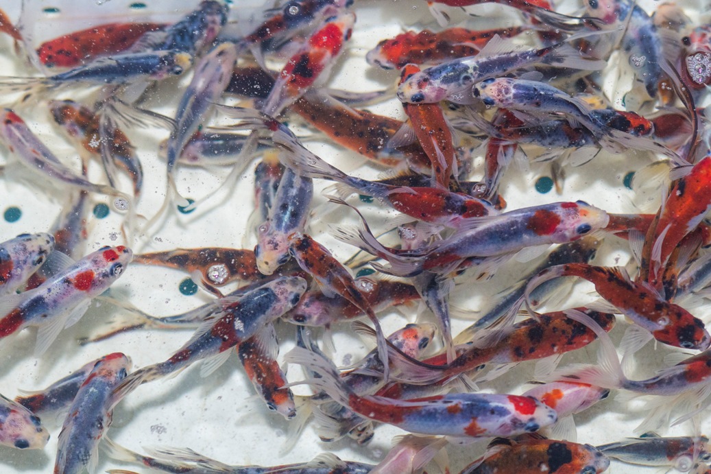 Teichfische Online | Ihr Koi und Teichfische Spezialist