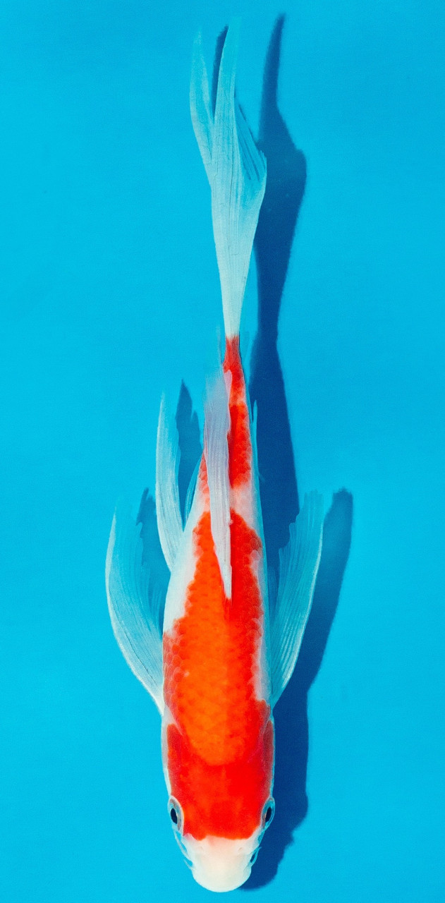 Teichfische Online | Ihr Koi und Teichfische Spezialist