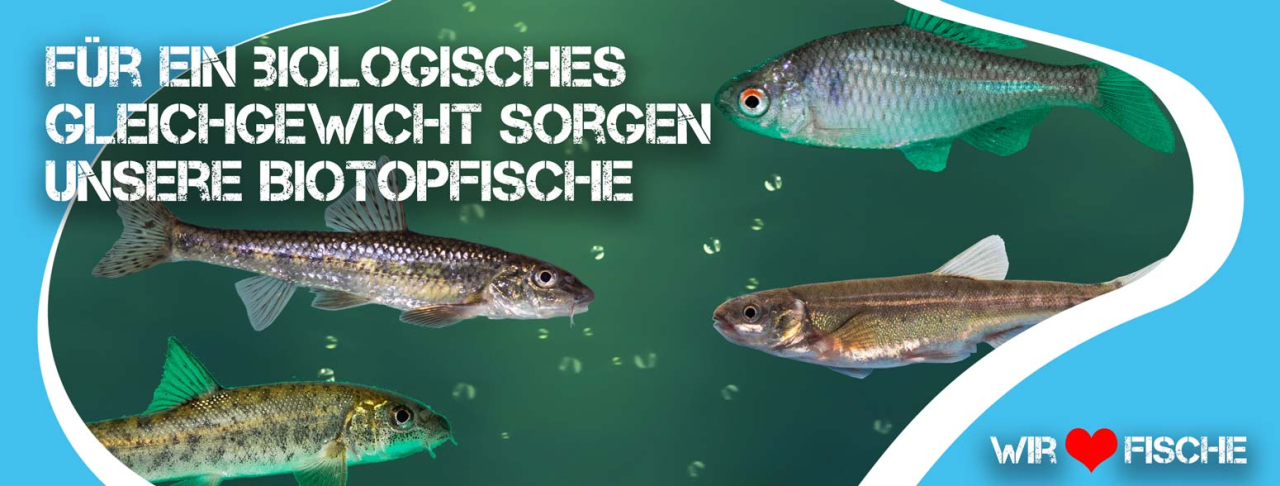 Teichfische Online | Ihr Koi und Teichfische Spezialist